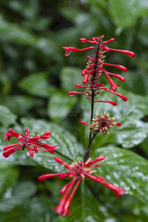 Amazon Rainforest Vegetation Stock Photo - Image of lush, wild: 37128488