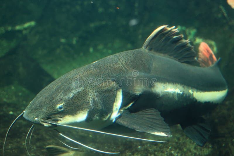 Amazon redtailed catfish stock image. Image of fish, catfish - 96565061