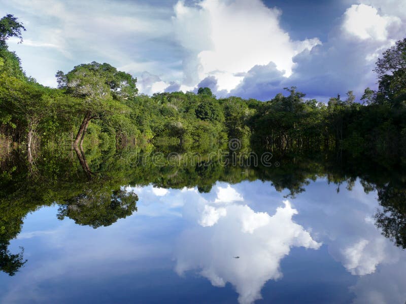 Amazon river stock photo. Image of ecosystem, botanic - 14296478