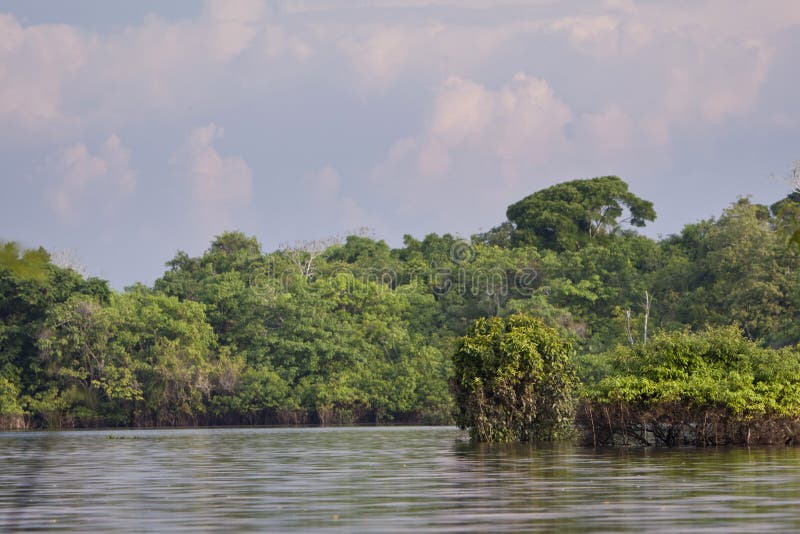 Amazon River stock image. Image of amazon, amazonas, brazil - 37669869