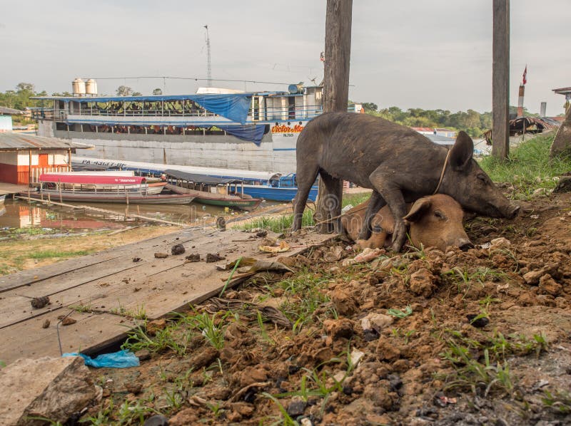Amazon Pigs Stock Photos - Free & Royalty-Free Stock Photos from Dreamstime