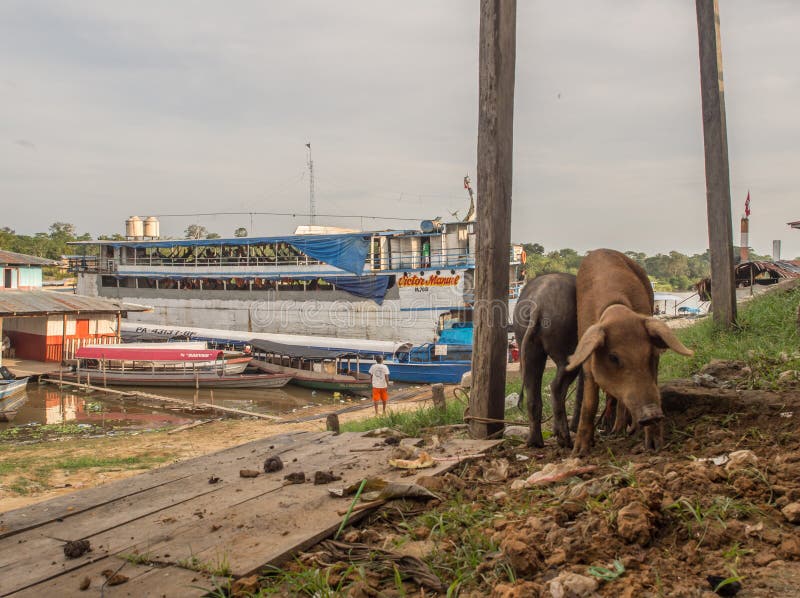 Amazon River editorial photography. Image of rosa, south - 214116562
