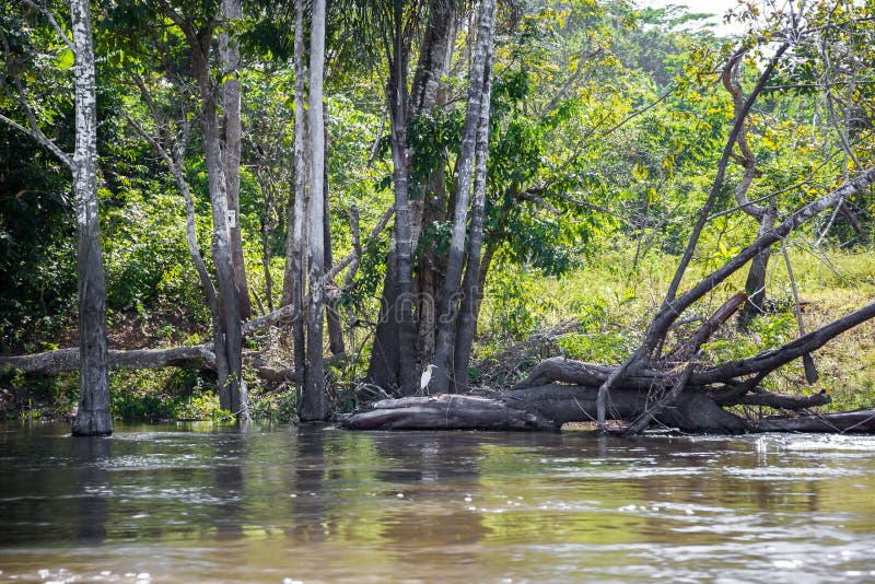 Amazon River Deep in the Rainforest with Tropical Bird Perched on a ...