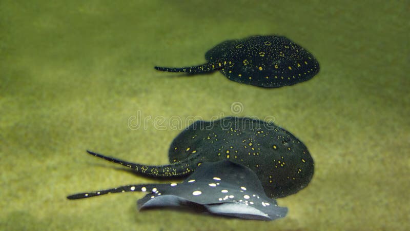 Amazon River Freshwater Rays Stock Photos - Free & Royalty-Free Stock ...