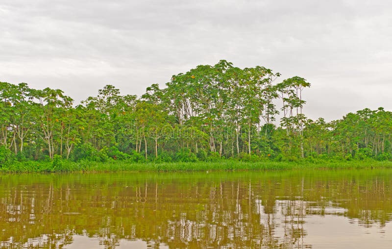 Early Morning Clouds on the Amazon Stock Photo - Image of clouds ...