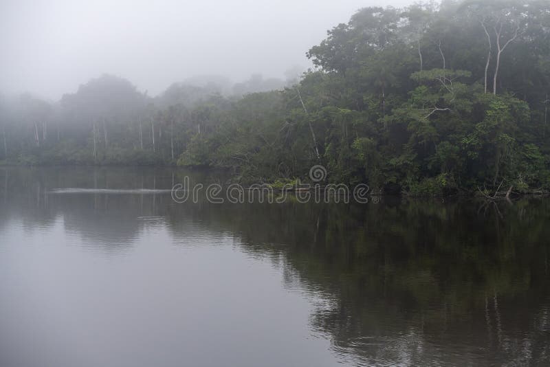 Amazon River and Jungle Mist, South America. Stock Image - Image of ...
