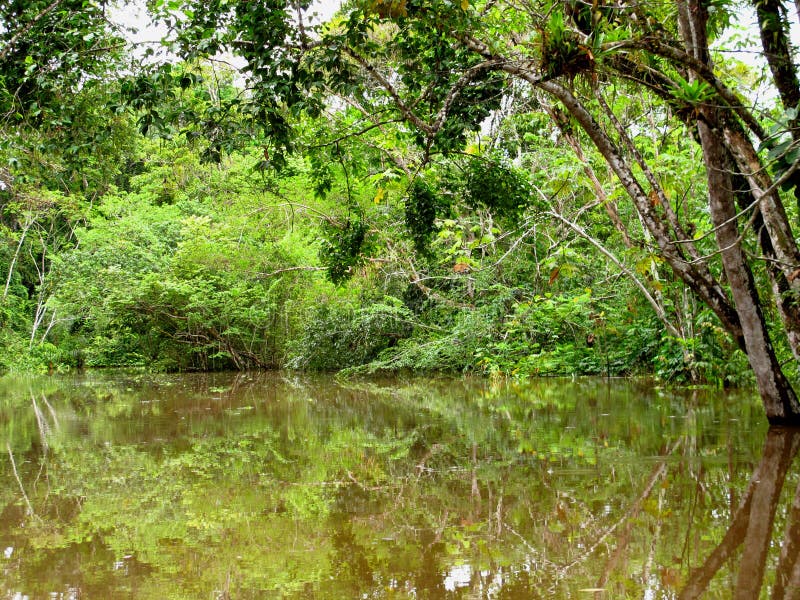 The Amazon River in Peru and Brazil Stock Photo - Image of tropical ...