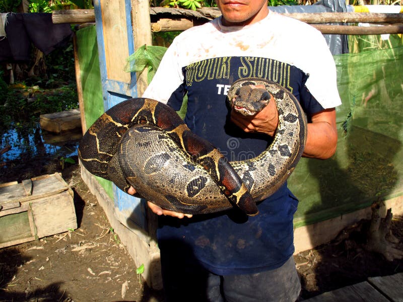 Amazon River, Peru - 12 May 2011: Anaconda Snake on Amazon River, Peru ...
