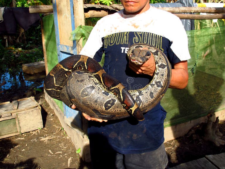 Amazon River, Peru - 12 May 2011: Anaconda Snake on Amazon River, Peru ...