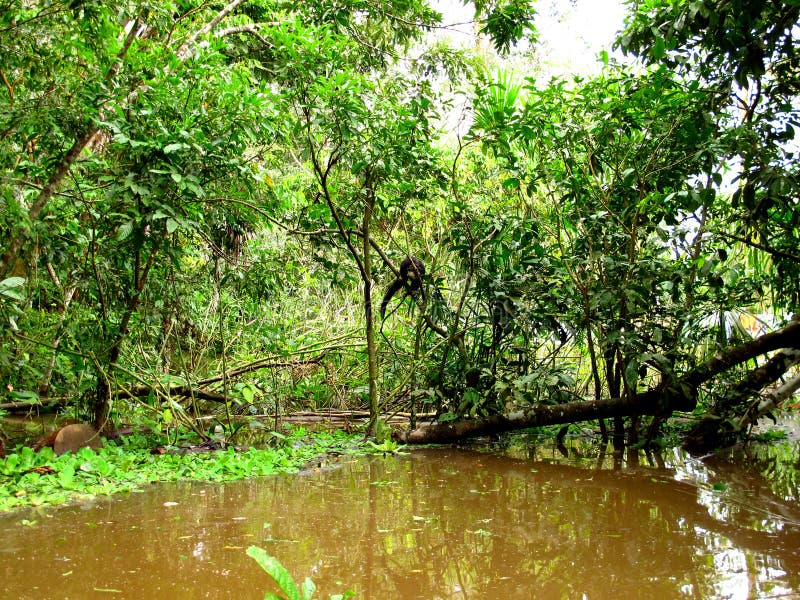 The Amazon River in Peru, South America Stock Image - Image of tree ...