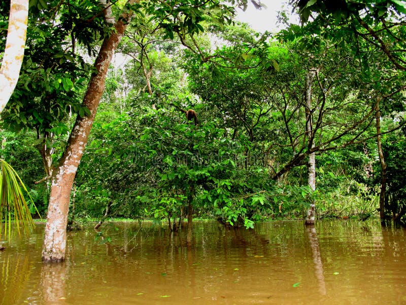 The Amazon River in Peru, South America Stock Photo - Image of primary ...
