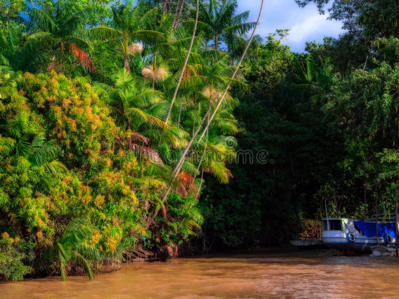 Amazon river stock photo. Image of bark, fall, mountains - 17385624