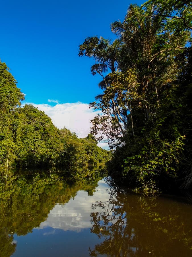Amazon river stock image. Image of peru, brazil, amazon - 56167357