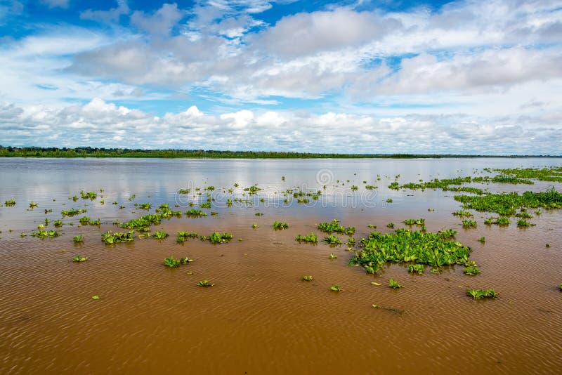 Amazon River View stock photo. Image of south, muddy - 60358274