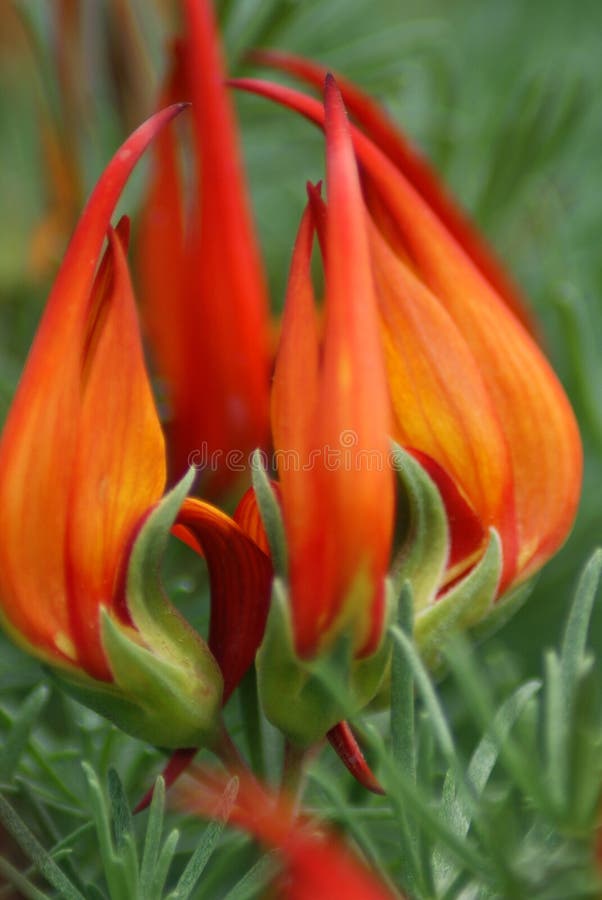 1,071 Parrot's Beak Stock Photos - Free & Royalty-Free Stock Photos ...