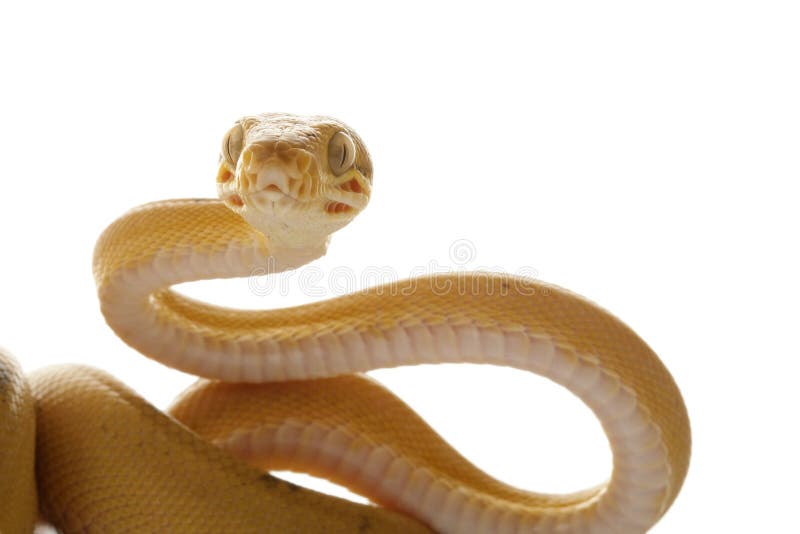 Amazon tree boa stock photo. Image of amazon, snake, crawling - 10031858