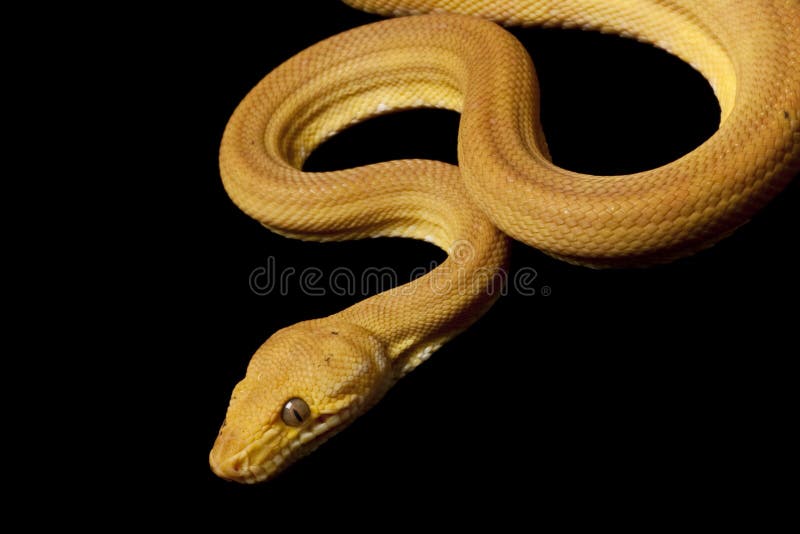 Bird skull stock photo. Image of pointy, beak, bone, curved - 196018