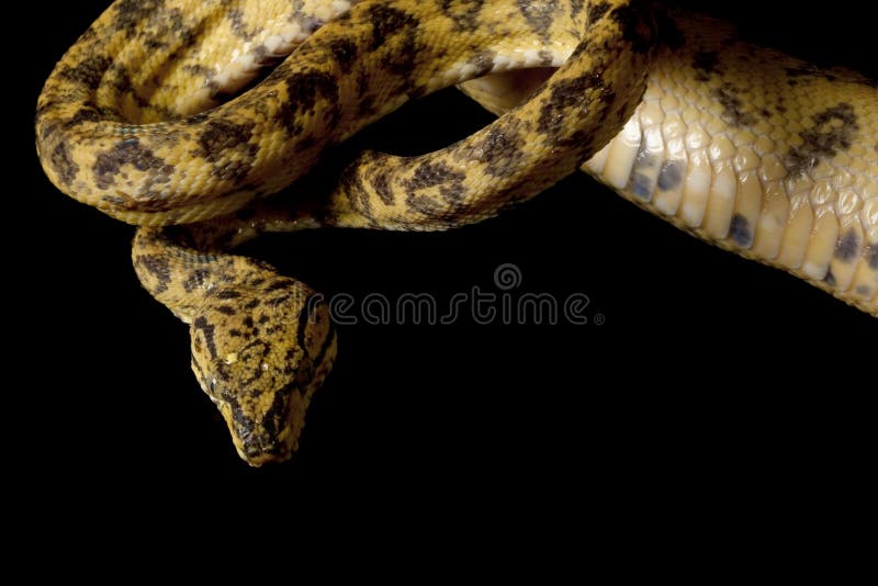 Amazon tree boa stock image. Image of background, predator - 11443981