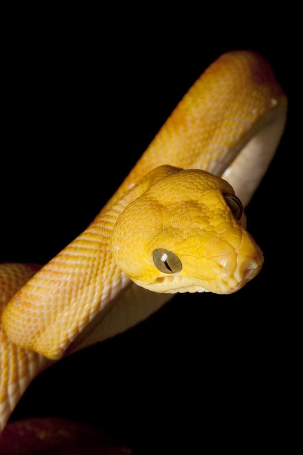 Amazon tree boa stock photo. Image of tree, species, background - 10031866