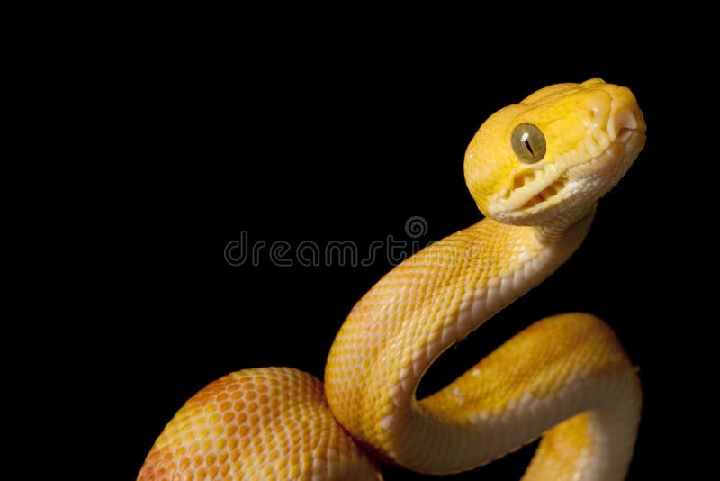 Amazon tree boa stock image. Image of nature, wildlife - 11444031