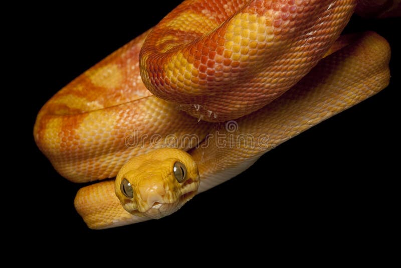 Amazon tree boa stock photo. Image of copy, looking, juvenile - 11444036