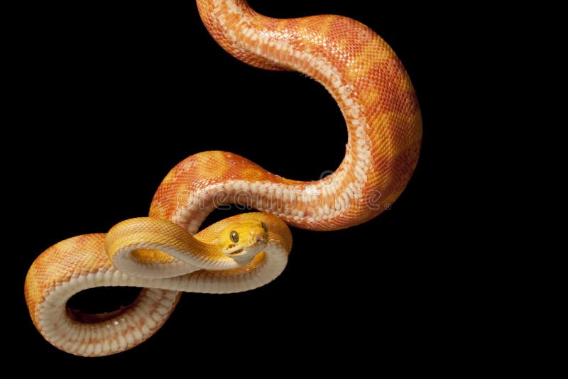 Amazon tree boa stock photo. Image of tree, species, background - 10031866