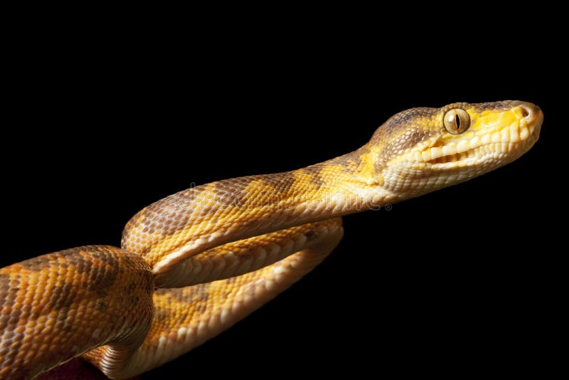Amazon tree boa stock photo. Image of beauty, striking - 11444102