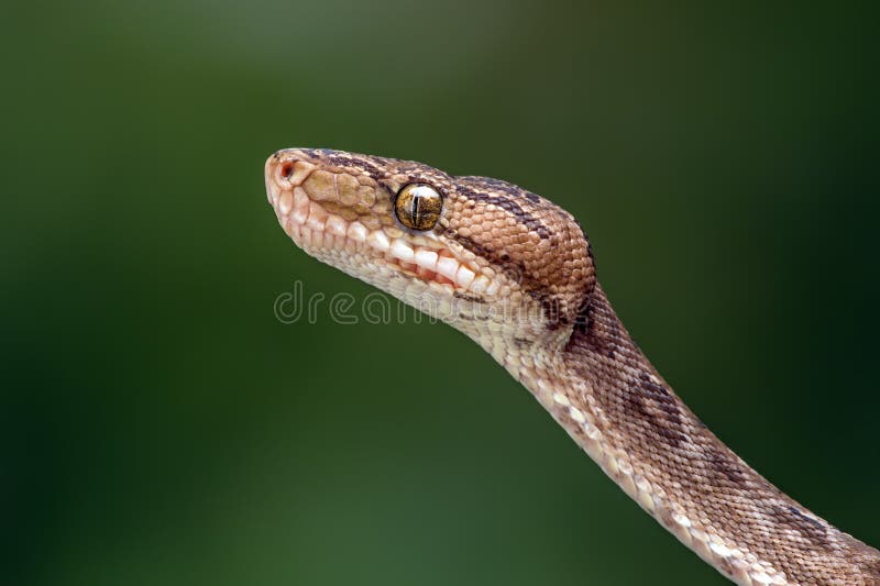 Amazon Tree Boa (corallus Hortulanus) Stock Photo - Image of venomous ...