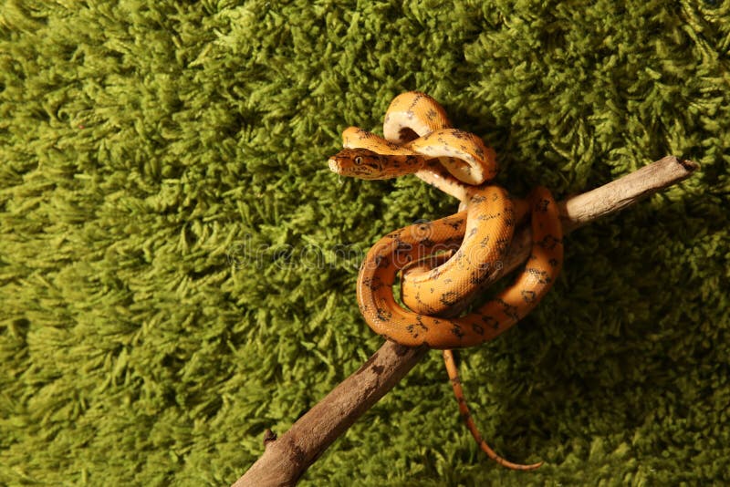 Amazon Tree Boa (Corallus Hortulanus) Snake Stock Photo - Image of ...
