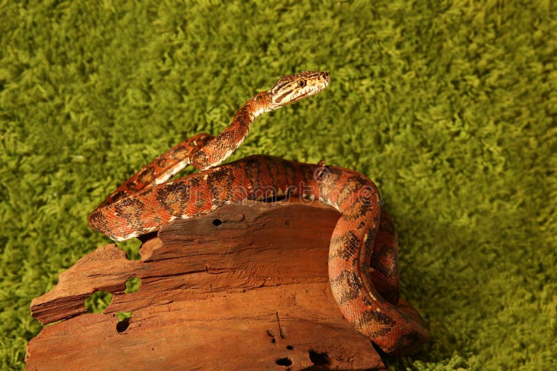 Amazon Tree Boa (Corallus Hortulanus) Snake Stock Image - Image of ...