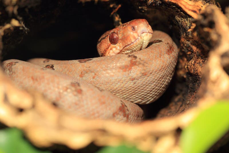 Amazon tree boa stock image. Image of insect, amazon - 259585627