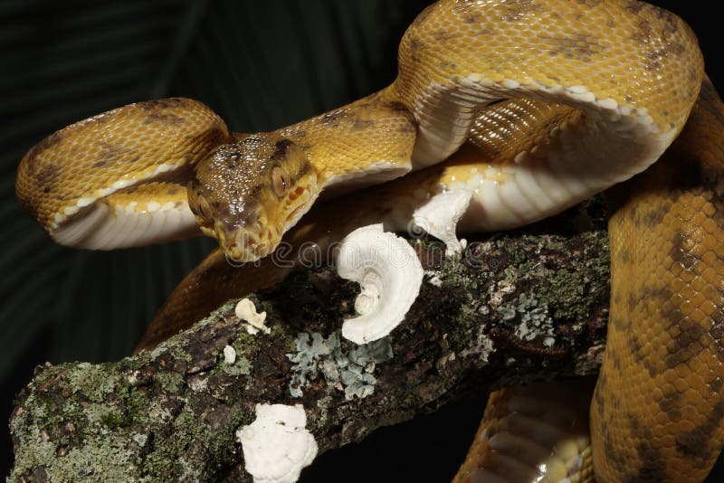 Amazon Tree Boa (Orange Phase) - Corallus Hortulan Stock Photo - Image ...
