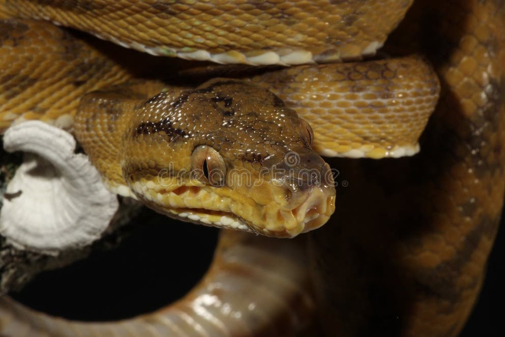 Amazon Tree Boa (Orange Phase) - Corallus Hortulan Stock Photo - Image ...
