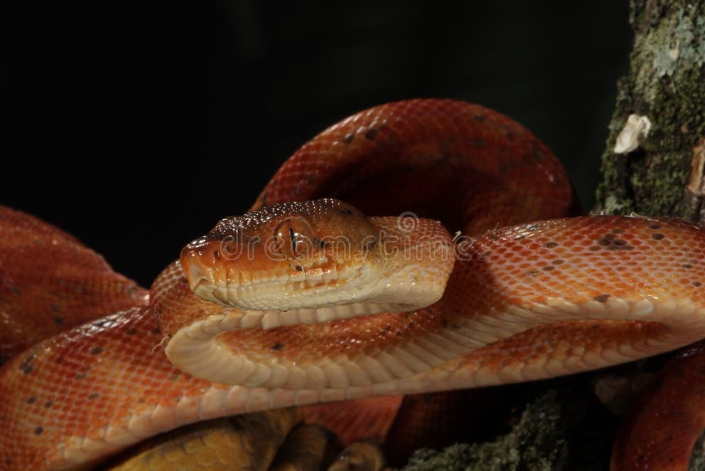 Amazon Tree Boa (red Phase) - Corallus Hortulan Stock Photo - Image of ...