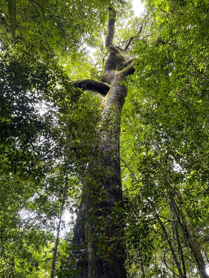 These are the Amazon Trees that Keep the Planet Cool. Typical Amazon ...