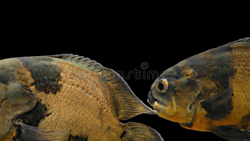 Amazon Tropical Fish - Tiger Oscar, Black Background Stock Video ...