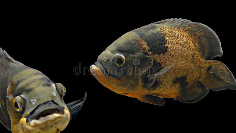 Amazon Tropical Fish - Tiger Oscar, Black Background Stock Video ...