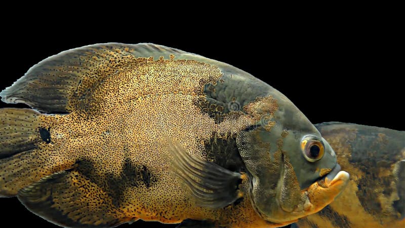 Amazon Tropical Fish - Tiger Oscar, Black Background Stock Footage ...