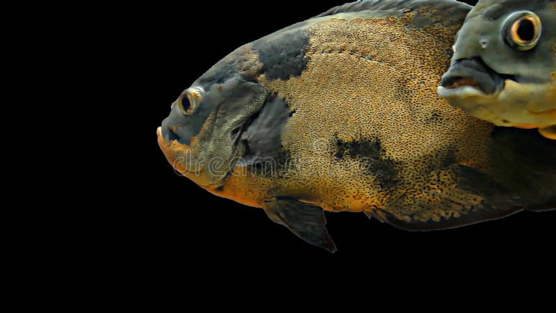 Amazon Tropical Fish - Tiger Oscar, Black Background Stock Footage ...
