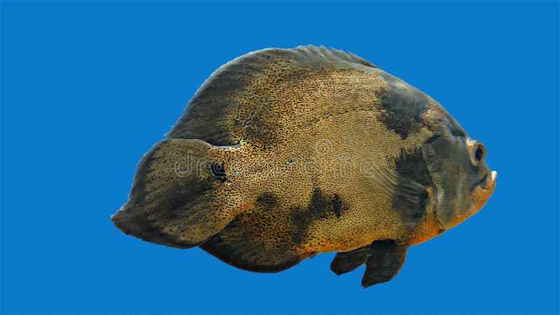 Amazon Tropical Fish - Tiger Oscar, Blue Background Stock Footage ...