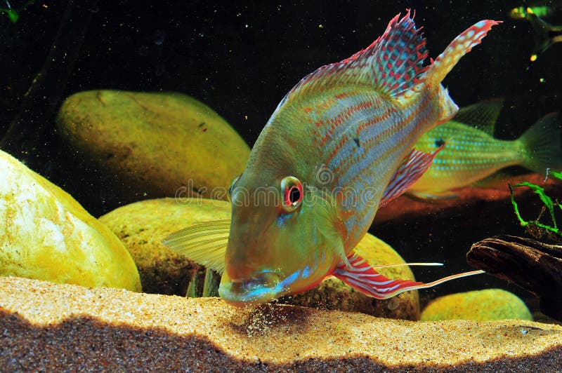 Amazon tropical fish stock photo. Image of satanoperca - 47698372