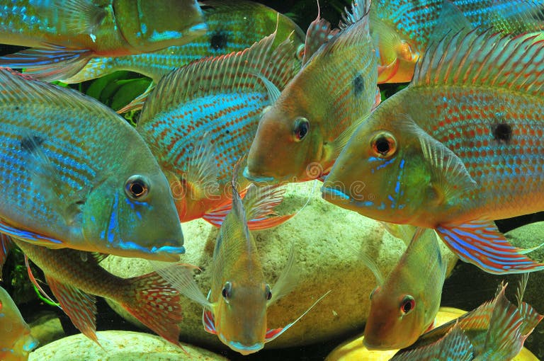 Amazon tropical fish stock image. Image of aquarium, tropical - 47705573
