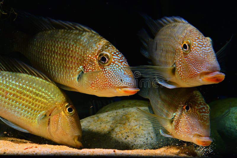 Amazon Tropical Fish Which are Spitting Sand Stock Photo - Image of ...