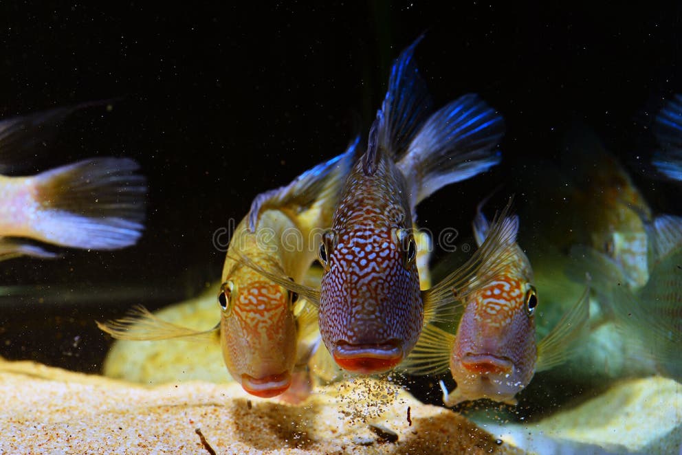 Amazon tropical fish stock image. Image of cichlids, fish - 47693979