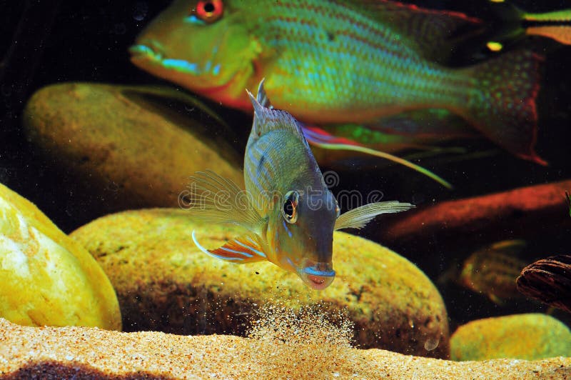 Amazon tropical fish stock image. Image of spitting, fish - 47697871