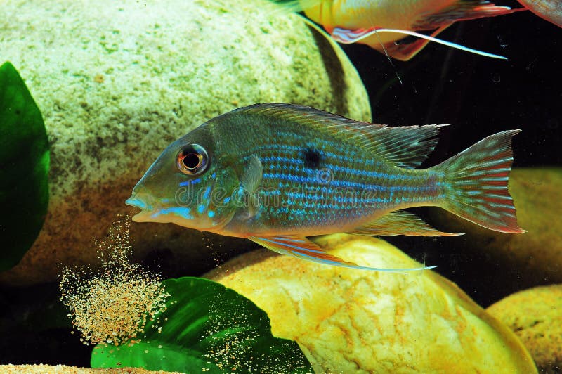 Amazon tropical fish stock photo. Image of feed, amzon - 47698132