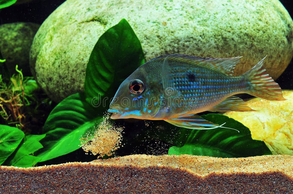 Amazon tropical fish stock image. Image of eartheater - 47698145