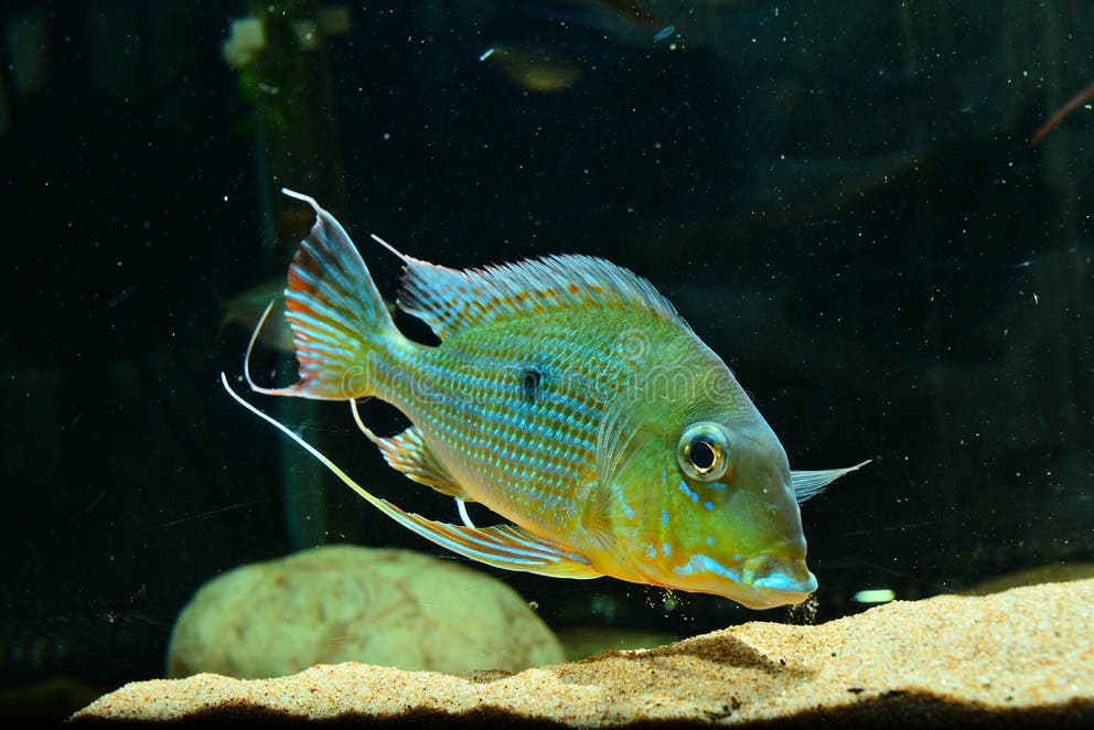 Amazon tropical fish stock photo. Image of eartheater - 47696224