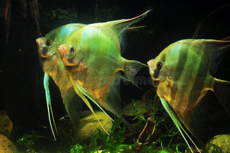 Amazon tropical fish stock image. Image of eating, fish - 47696417