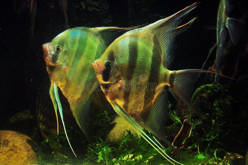 Amazon tropical fish stock photo. Image of aquarium, hobby - 47696518